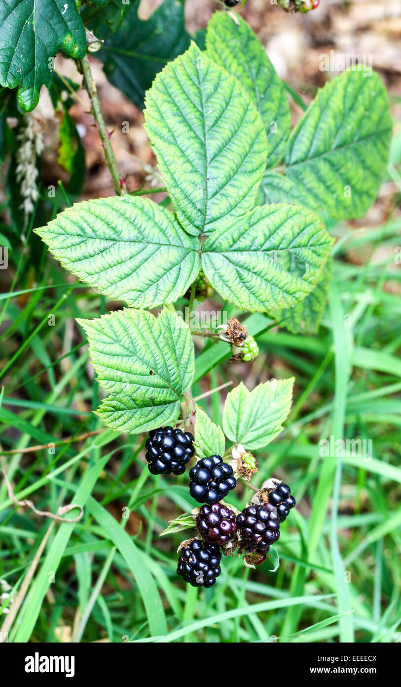 The shiny mature fruits of a ripe Blackberry (Rubus fruticosus) plant ...