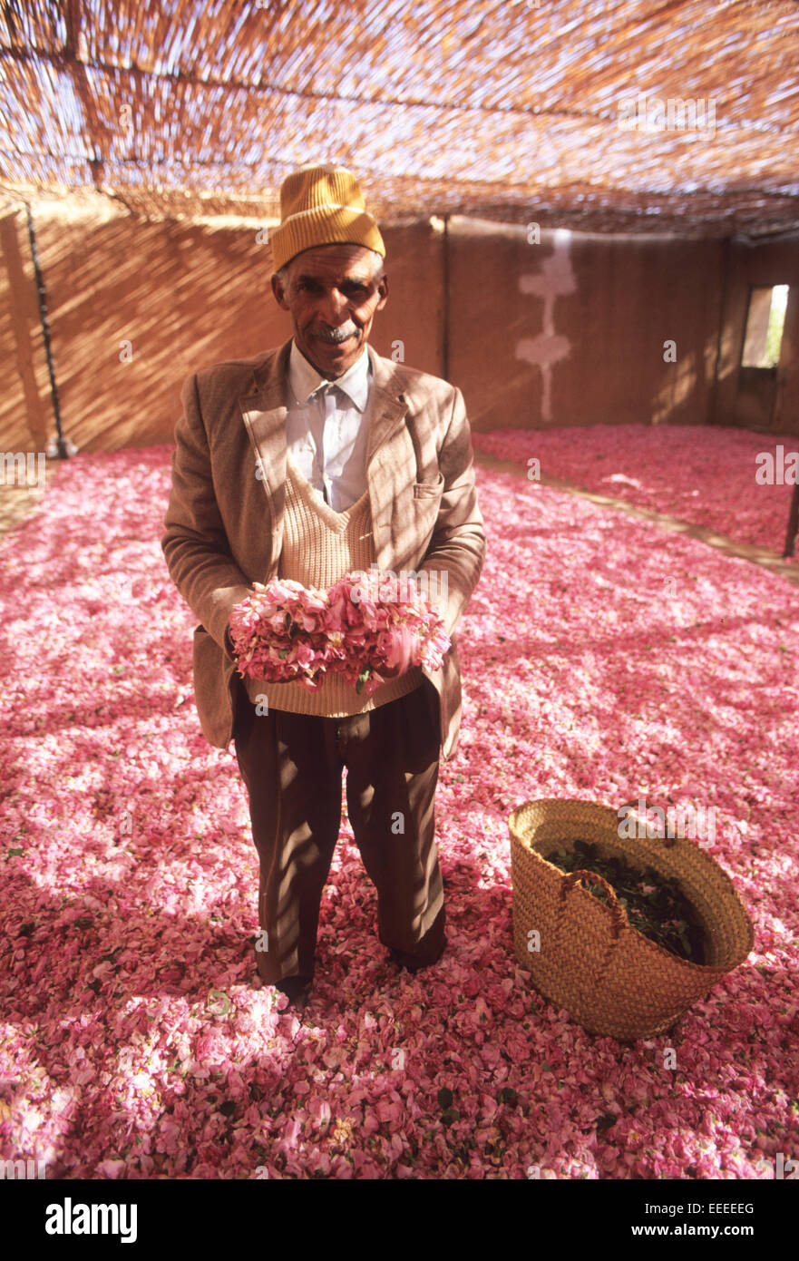 A laborer at the Capp Florale rose-water distillery in El Kelaa M'Gouna ...