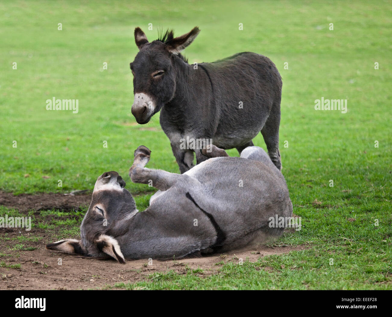 Donkeys Couple High Resolution Stock Photography and Images - Alamy