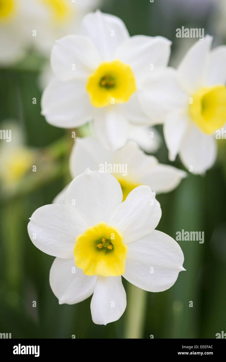 Daffodil minnow hi-res stock photography and images - Alamy