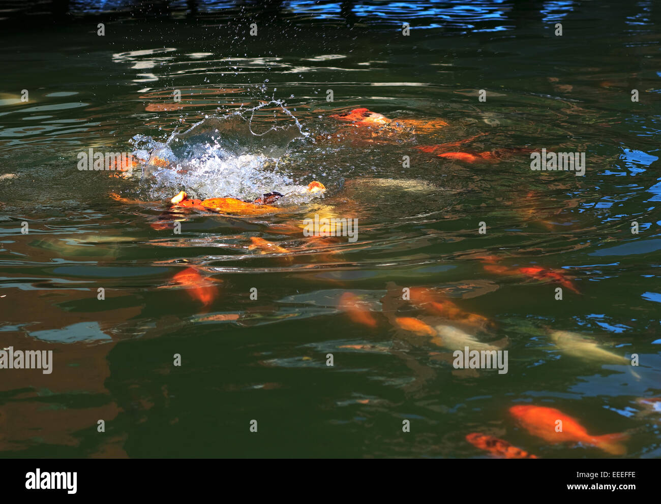 Fish Koi fight for food Stock Photo - Alamy