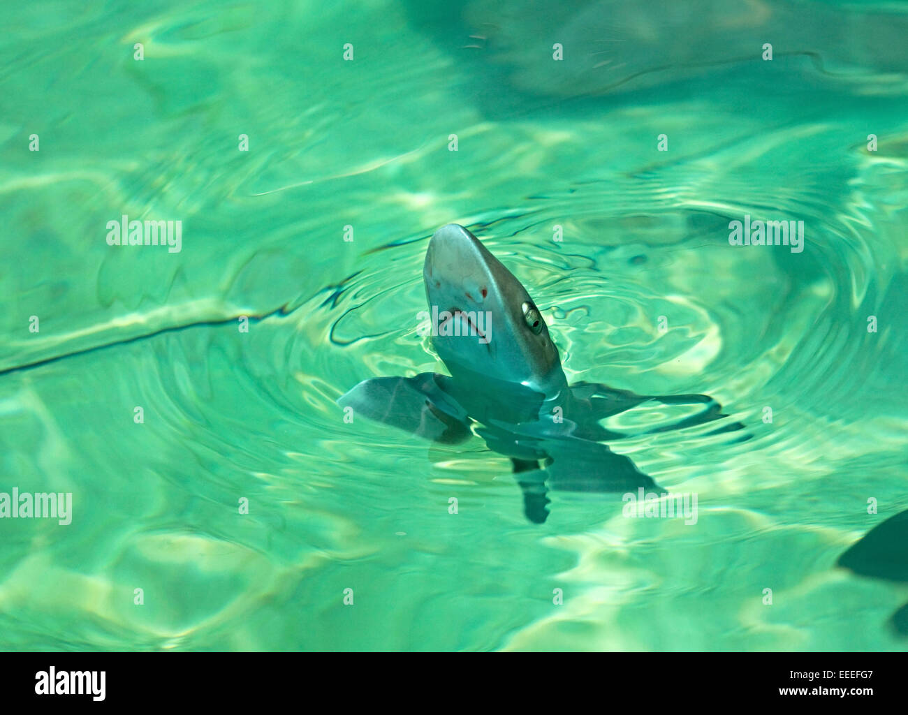 Cub shark in an aquarium Stock Photo - Alamy