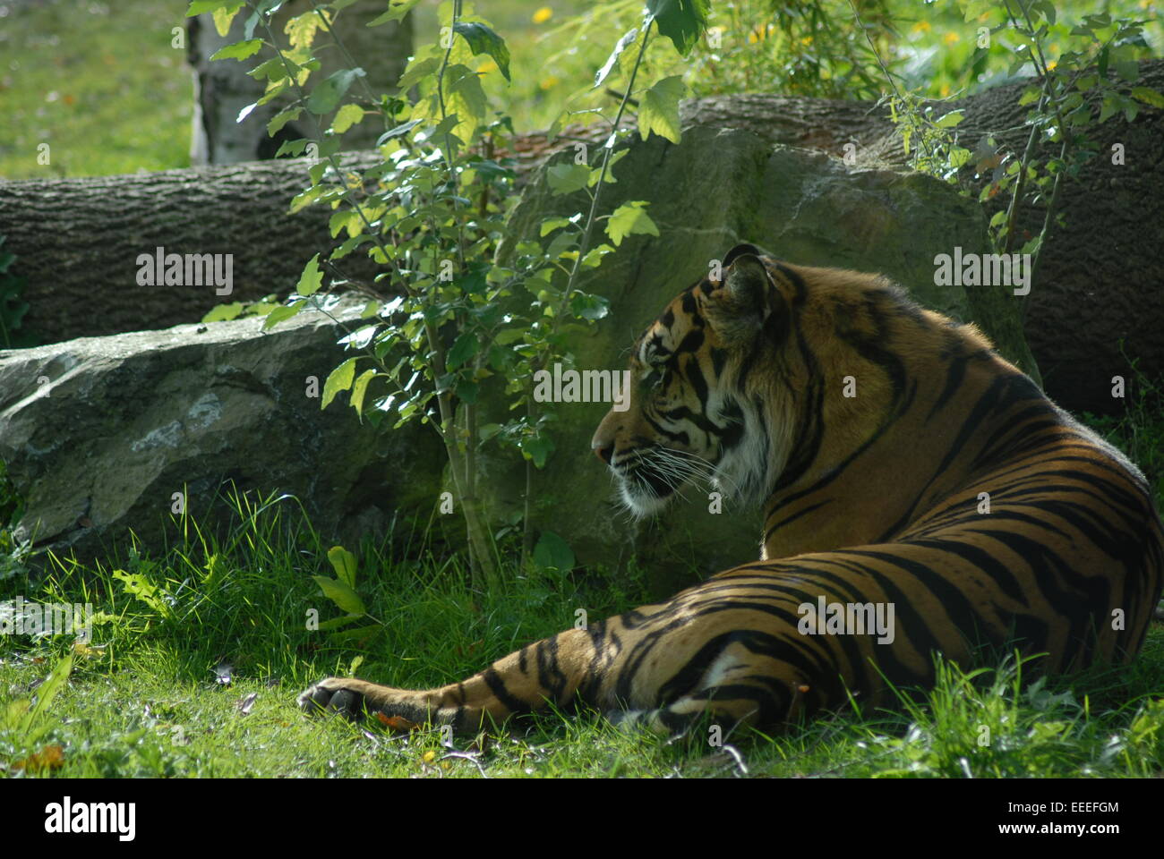 Tiger in a zoo Stock Photo - Alamy