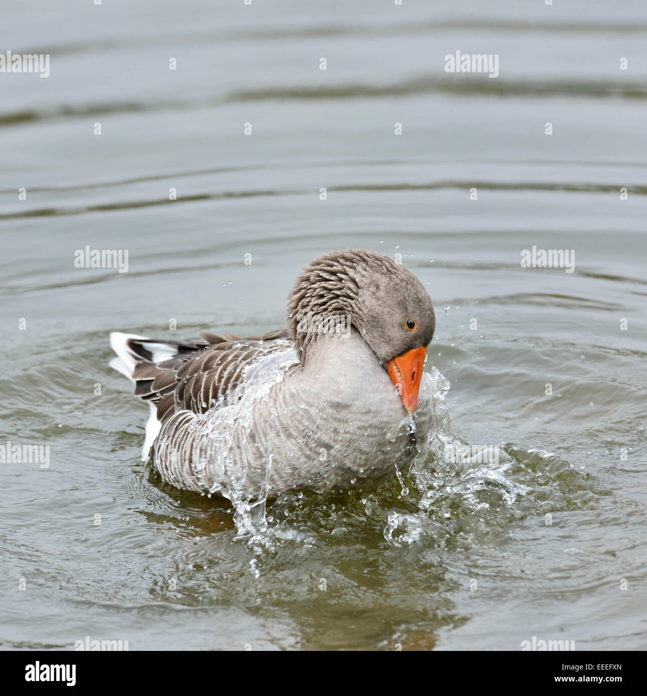 Goose in the water hi-res stock photography and images - Alamy