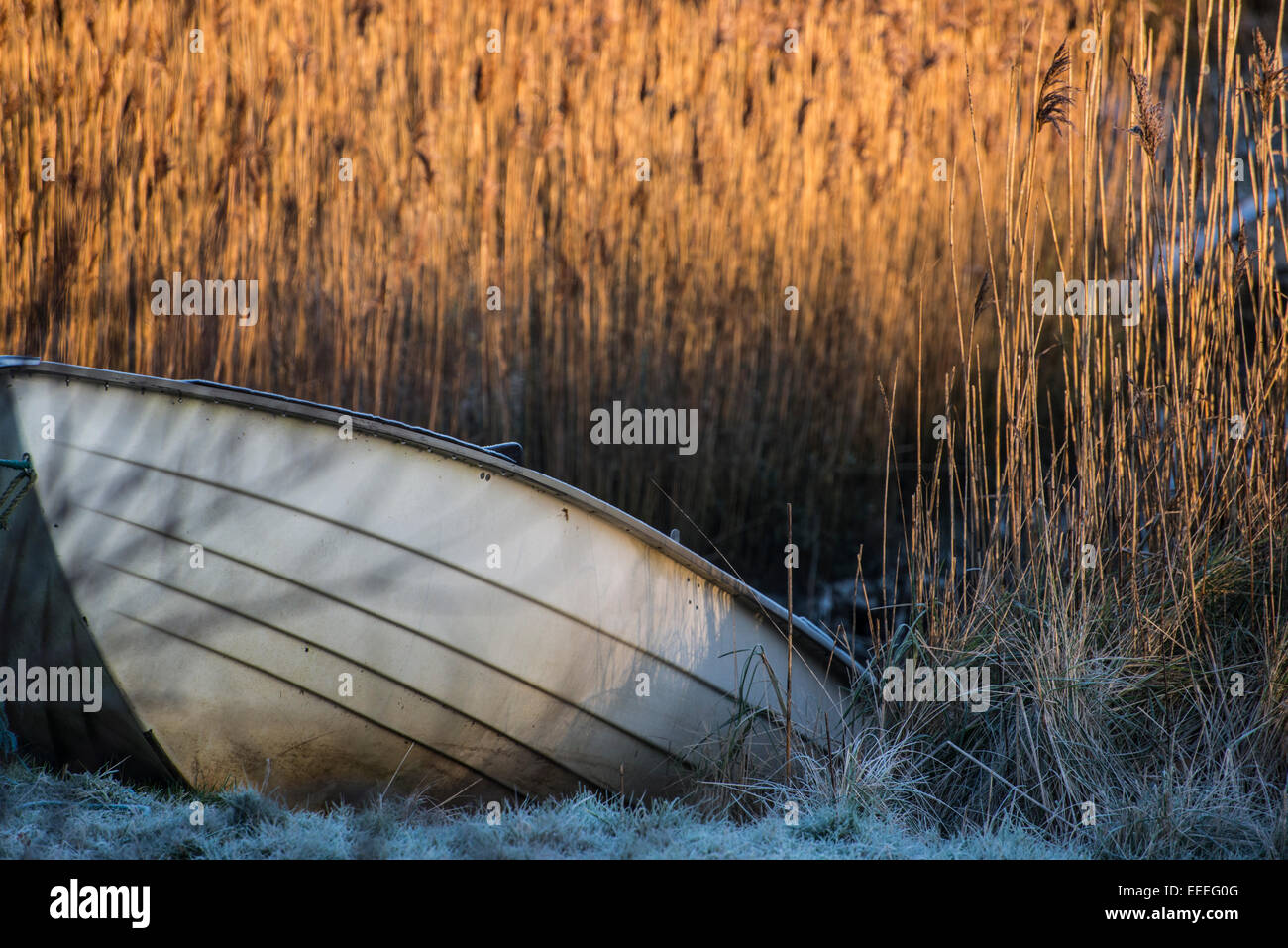 Rowing boat amongst reeds Stock Photo - Alamy