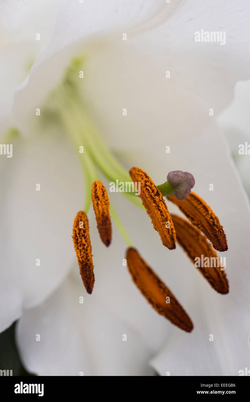 Robina lily hi-res stock photography and images - Alamy