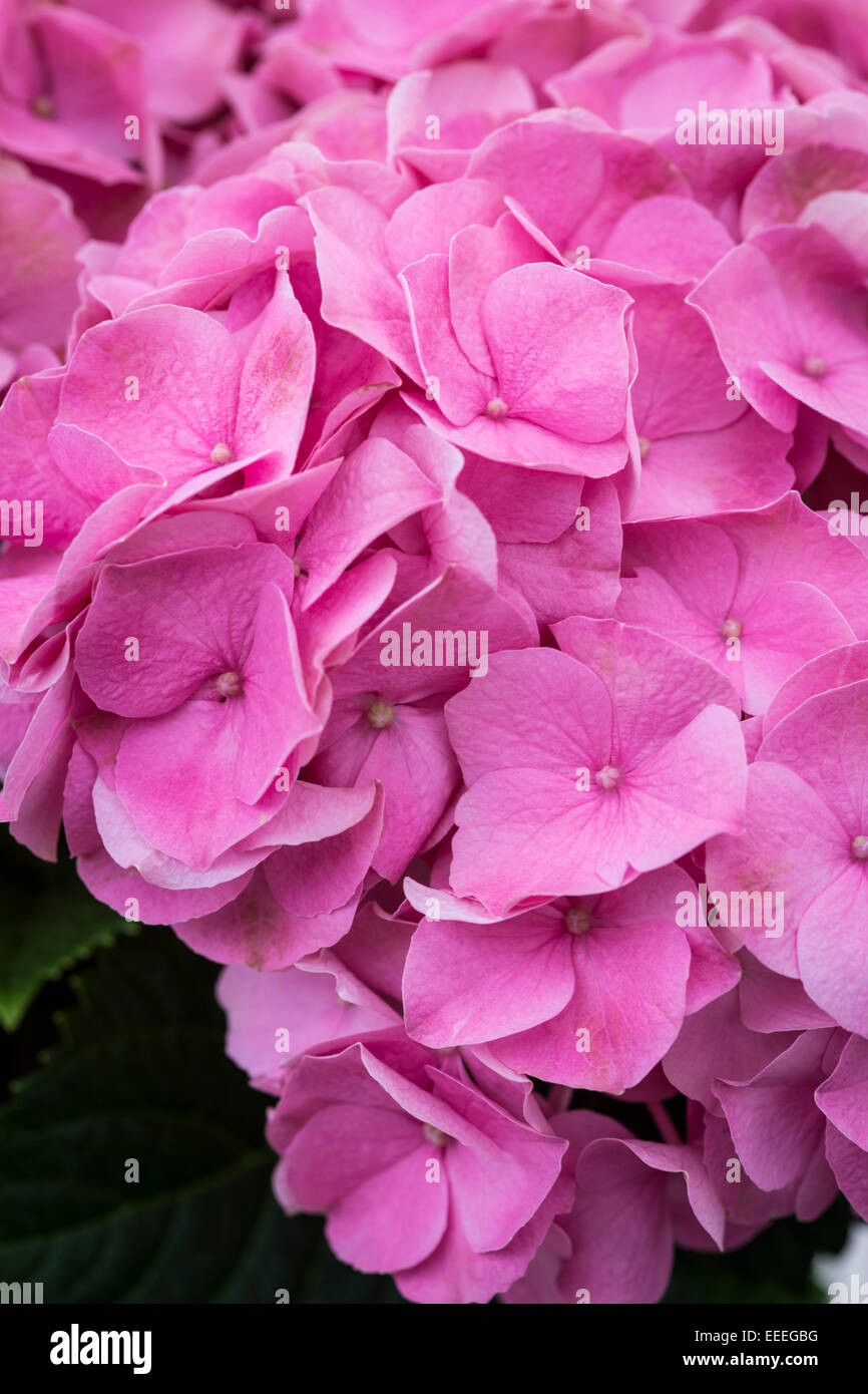 Pink hydrangea shrub hi-res stock photography and images - Alamy