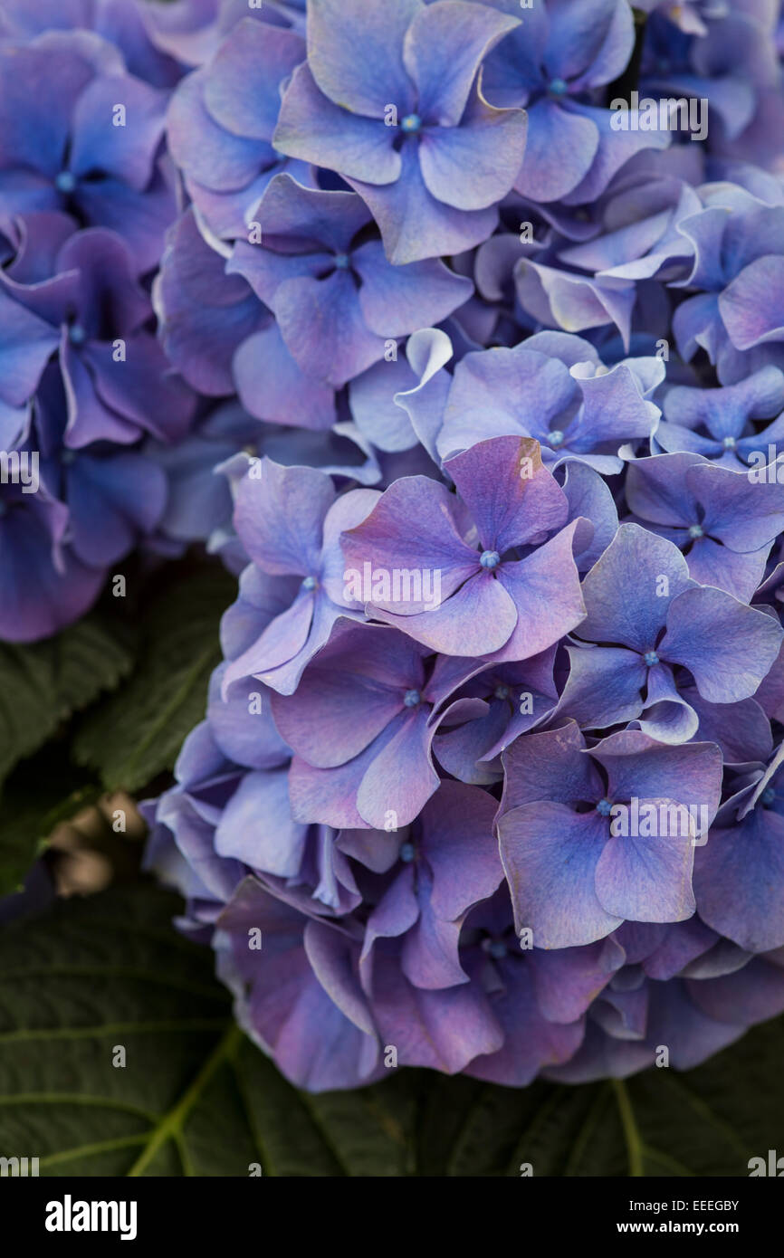 Hydrangea 'Early Blue' Stock Photo - Alamy