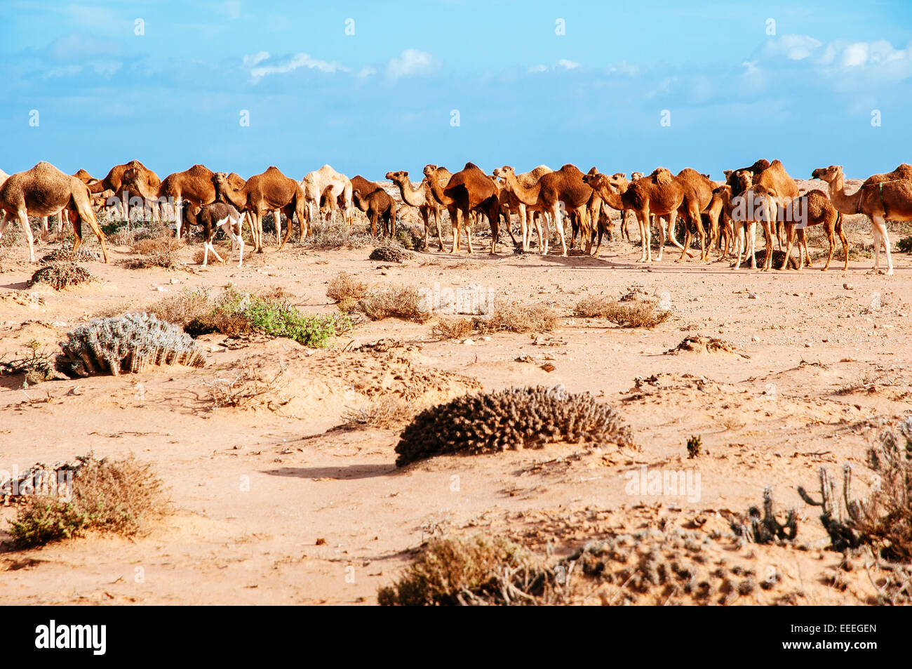 Hamada hi-res stock photography and images - Alamy