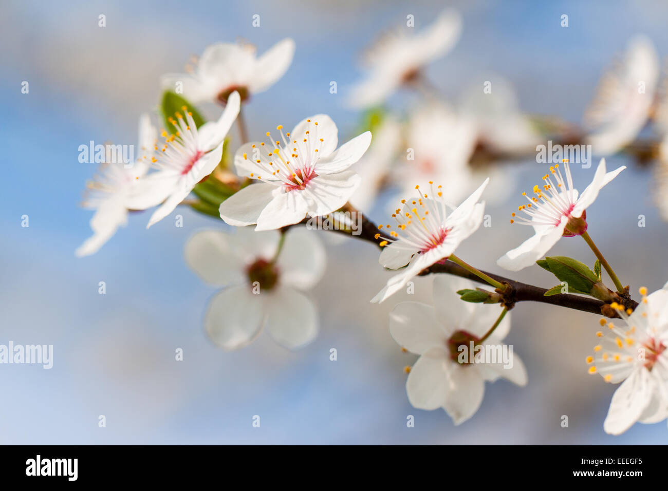 Flowers fruit trees Stock Photo - Alamy