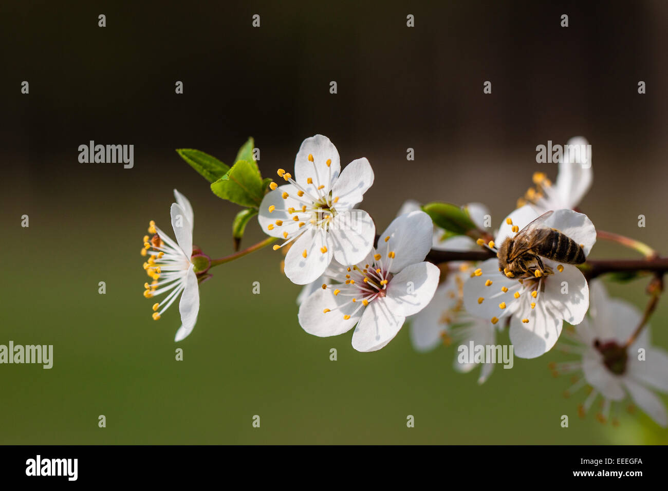 Flowers fruit trees Stock Photo - Alamy