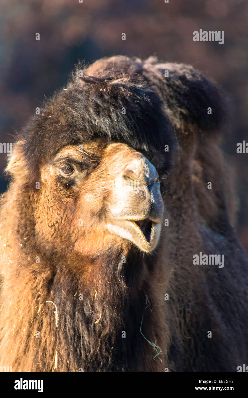 Bactrian Camel, Camelus ferus bactrianus, photo: December 2014 Stock ...