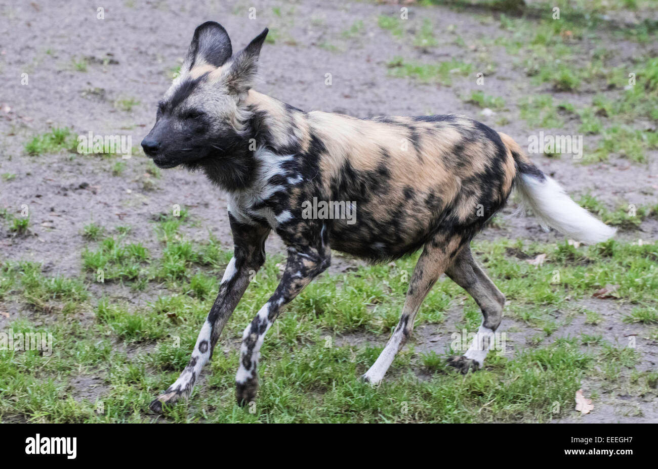 African Hunting Dog, Lycaon pictus, photo: December 2014 Stock Photo ...