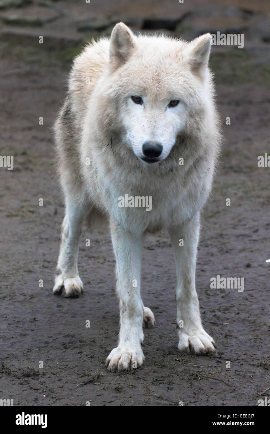 White Wolf, Canis lupus , photo: December 2014 Stock Photo - Alamy