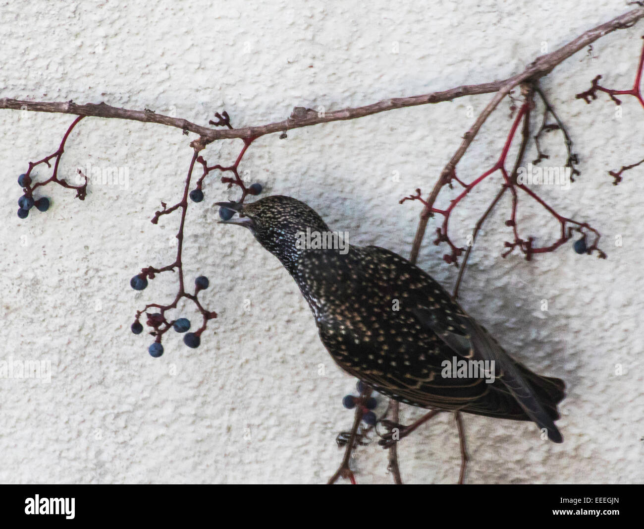 Starling in Japanese Ivy, Sturnus vulgaris, Parthenocissus tricuspidata ...