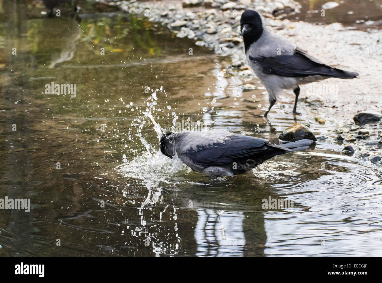 Carrion Crows bathing, Corvus corone, photo: December 2014 Stock Photo ...