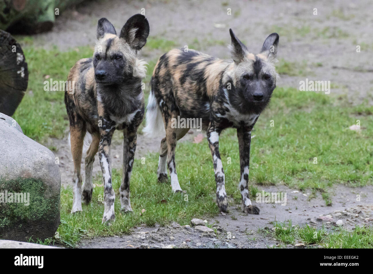 African Hunting Dogs, Lycaon pictus, photo: December 2014 Stock Photo ...