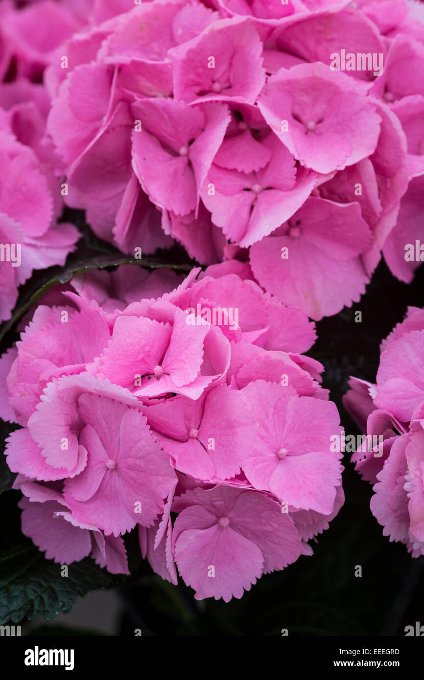 Spring monaco hi-res stock photography and images - Alamy