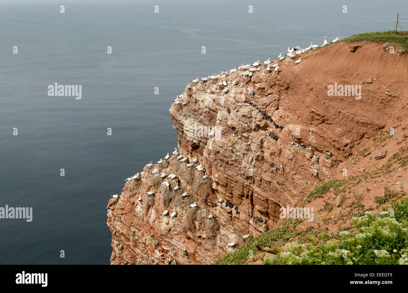Helgoland, Germany, Birds of the Lummenfelsen Stock Photo - Alamy