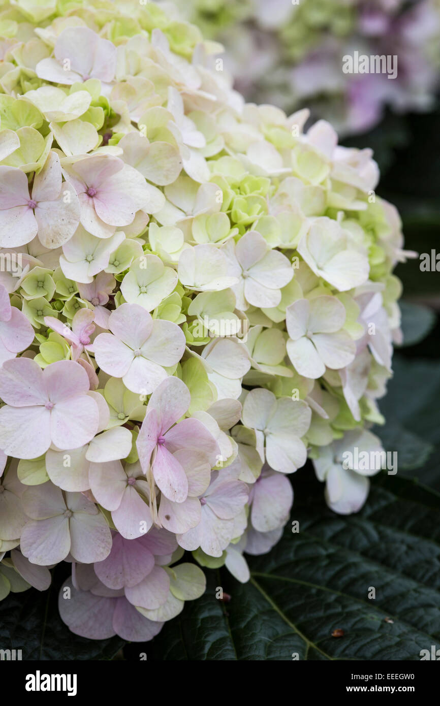 Spring summer flower hydrangea hi-res stock photography and images - Alamy