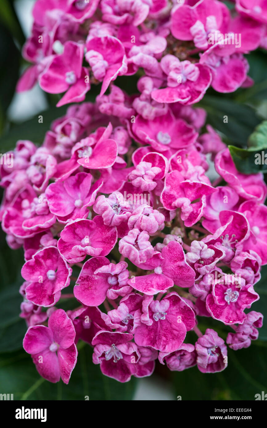 Hydrangea 'Curly Wurly' Stock Photo - Alamy