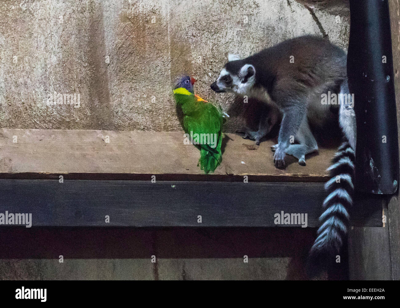 Ring-Lemur and Rainbow Lorikeet, Lemur catta, Trichoglossus haematodus ...