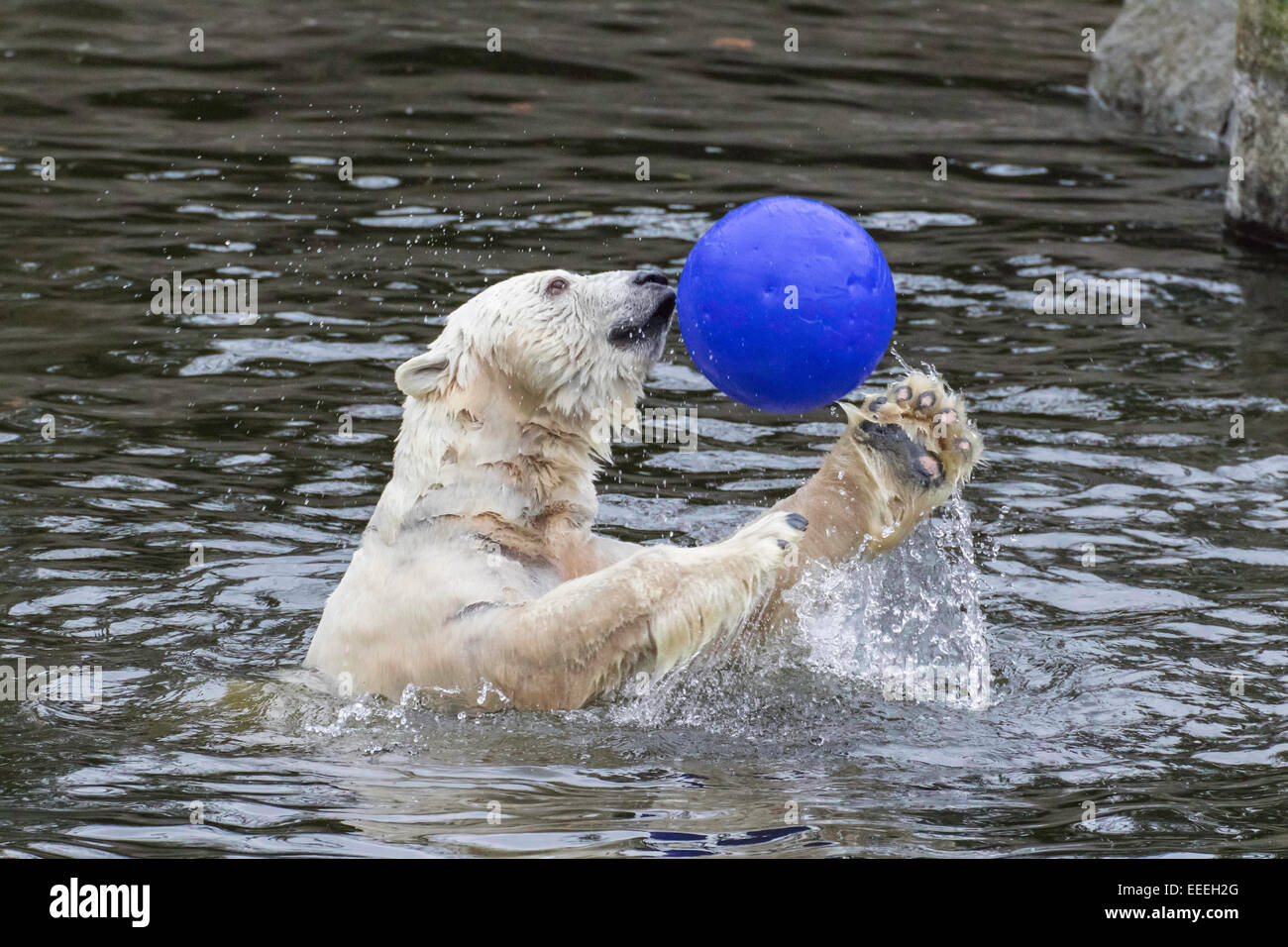 Polar Bear plays with ball, Ursus maritimus, photo: December 2014 Stock ...