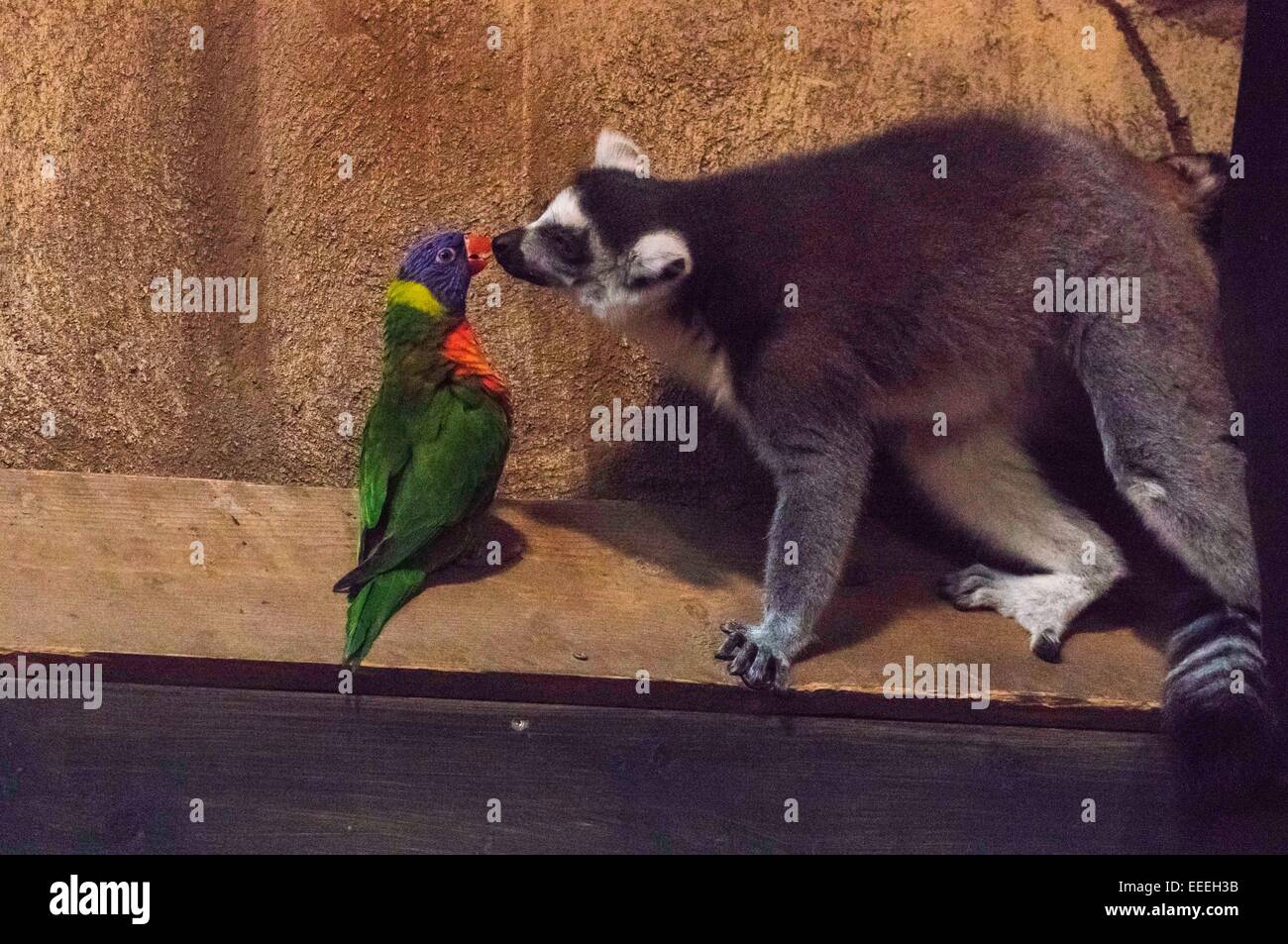 Ring-Lemur and Rainbow Lorikeet, Lemur catta, Trichoglossus haematodus ...
