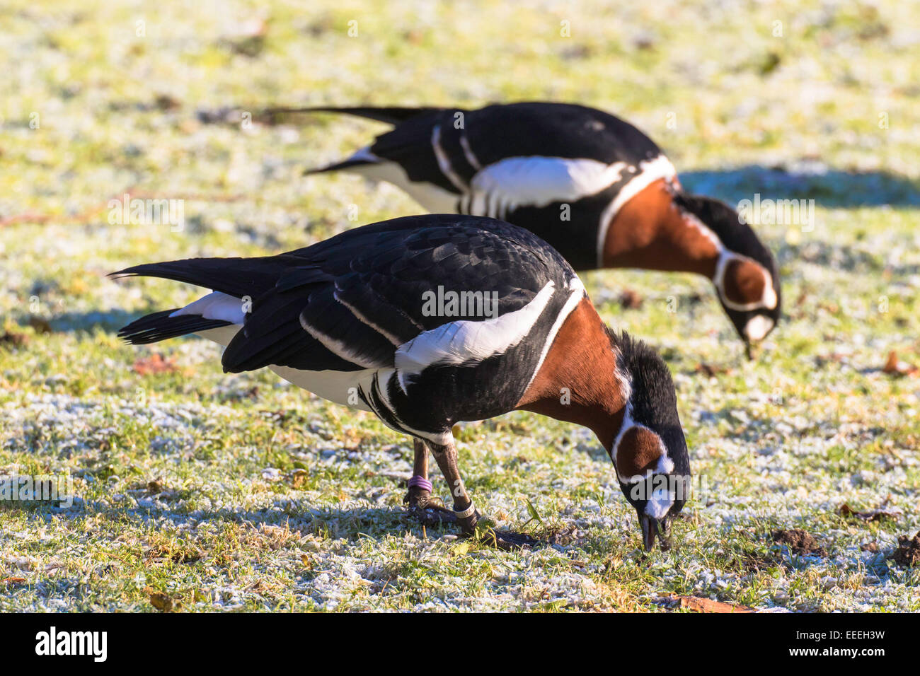 Red-breasted Goose on icy meadow, Branta ruficollis, photo: December ...