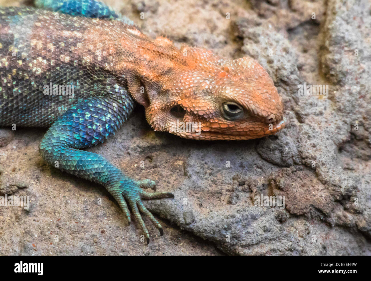 Red-Headed Rock Agama, Agama agama, photo: December 2014 Stock Photo ...