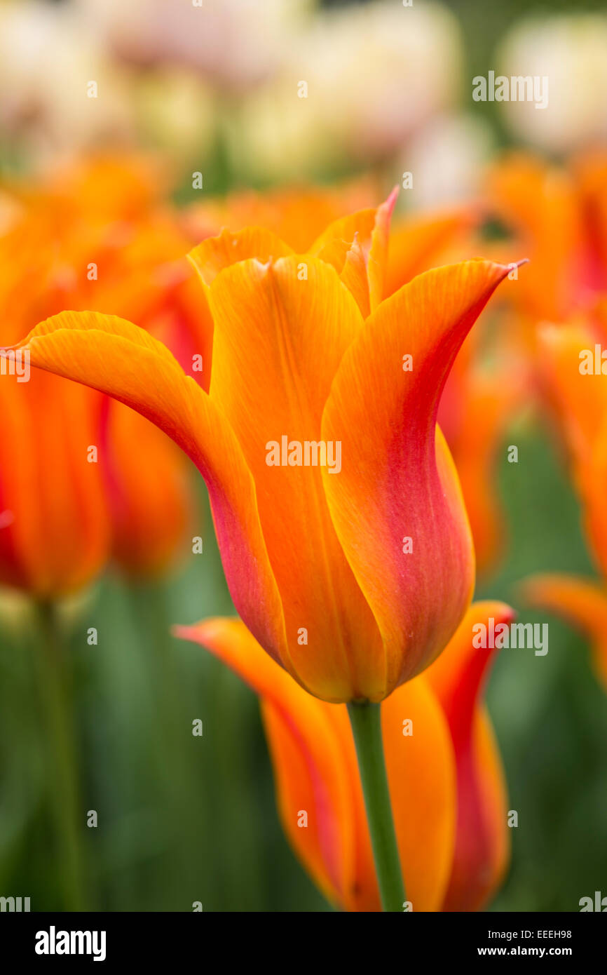 Ballerina tulip hi-res stock photography and images - Alamy