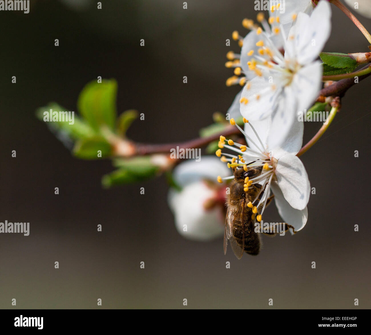 Flowers fruit trees Stock Photo - Alamy