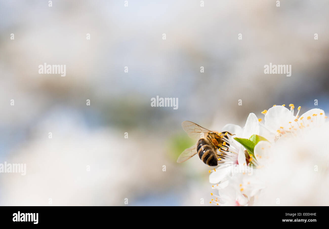 Flowers fruit trees Stock Photo - Alamy