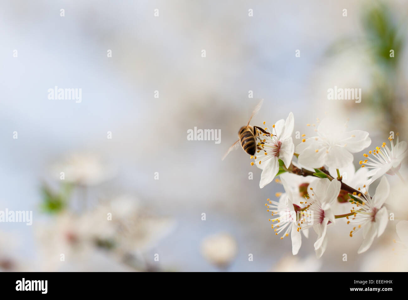 Flowers fruit trees Stock Photo - Alamy