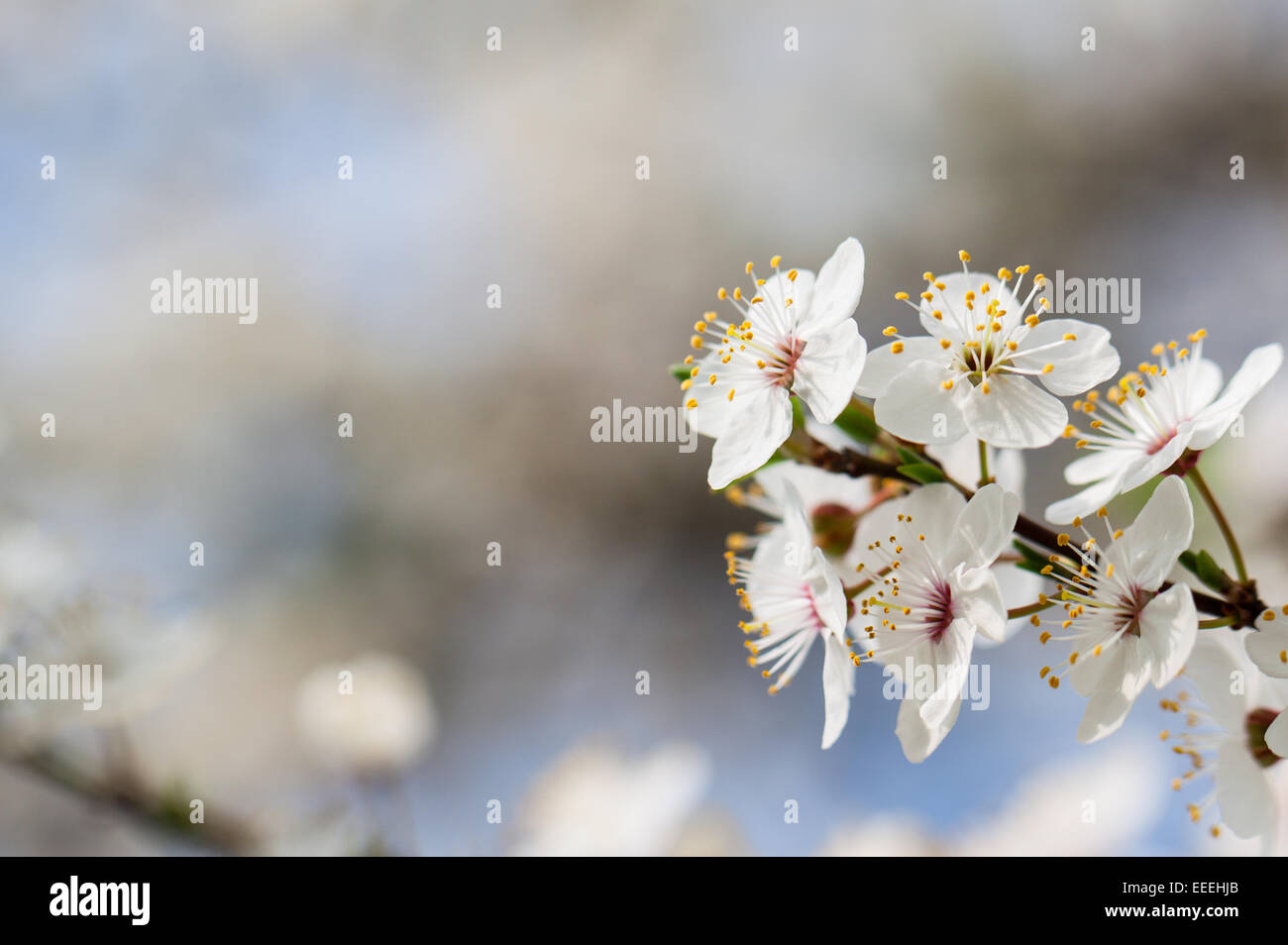Flowers fruit trees Stock Photo - Alamy