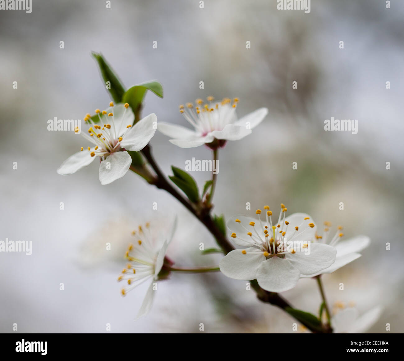 Flowers fruit trees Stock Photo - Alamy