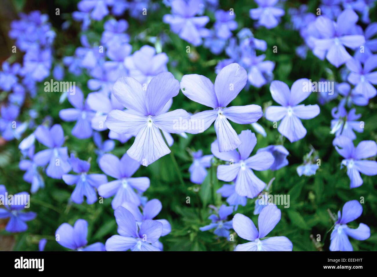 Beautiful violets meadow, close up Stock Photo - Alamy