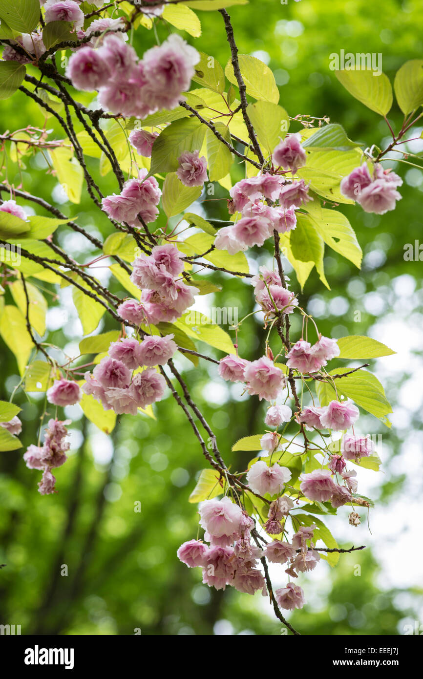 Cherry Blossom in spring time Stock Photo - Alamy