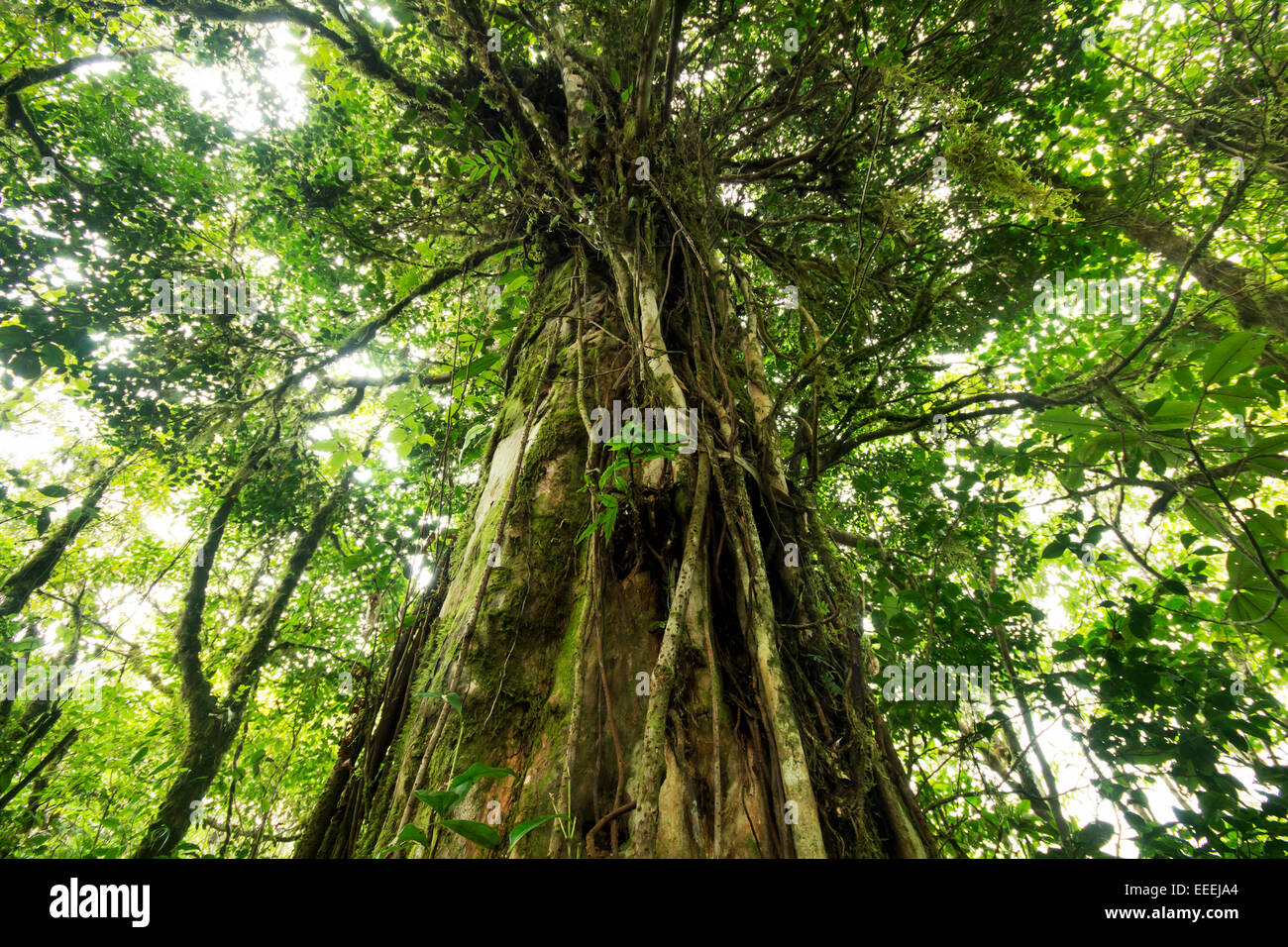 Beautiful big old tree with vines growing on it from the jungles of ...