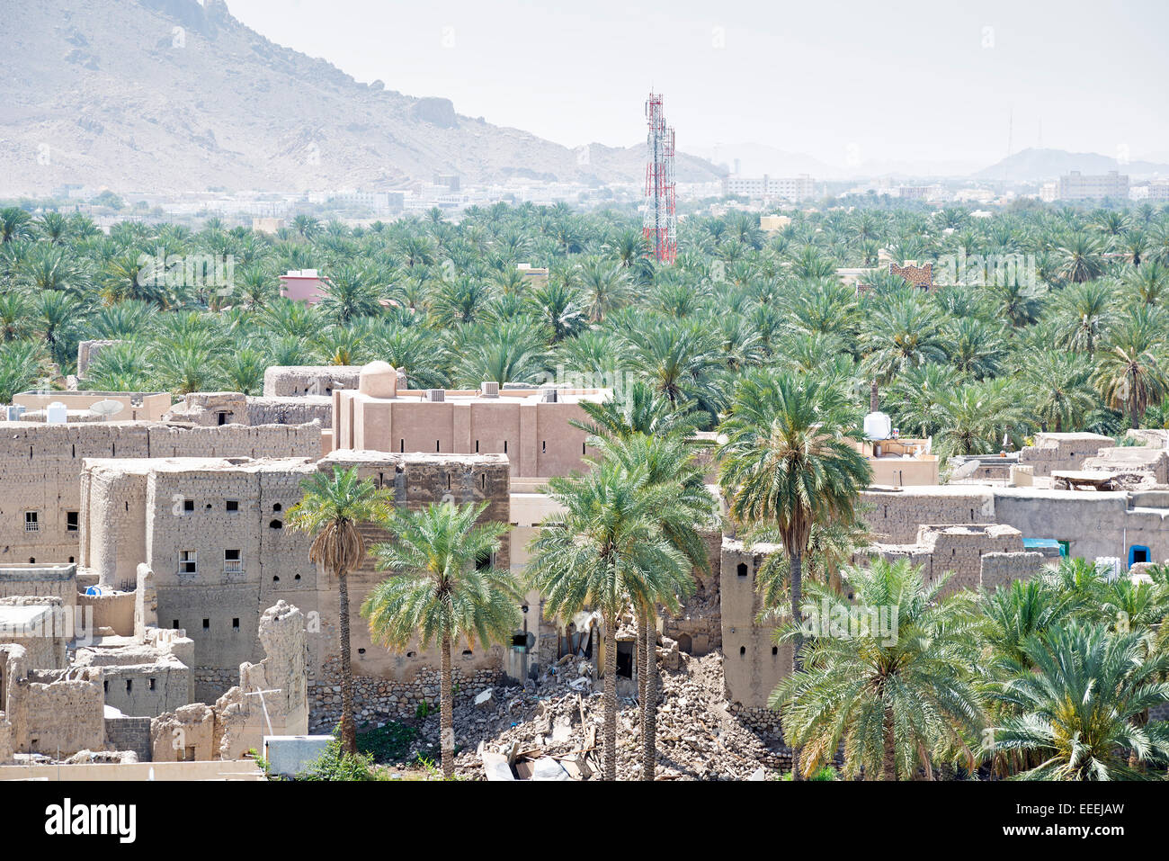 Date palms oman hi-res stock photography and images - Alamy