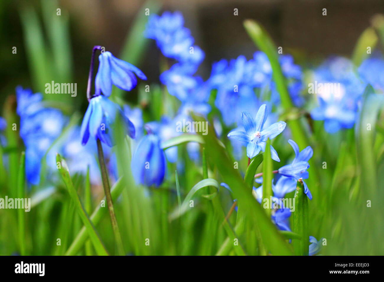 Beautiful, blue, spring flowers meadow Stock Photo - Alamy
