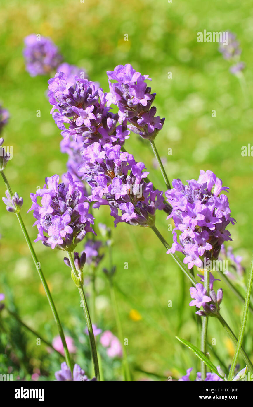 Summer lavender meadow close up Stock Photo - Alamy