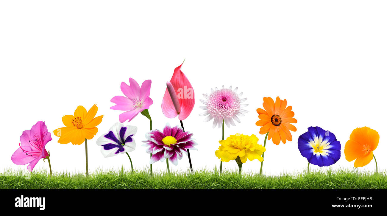 Colorful Wildflower Flowers Growing in the Grass Isolated on White ...