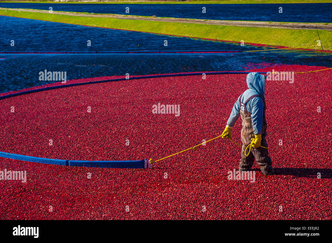 Man harvesting the cranberries in the field Stock Photo - Alamy