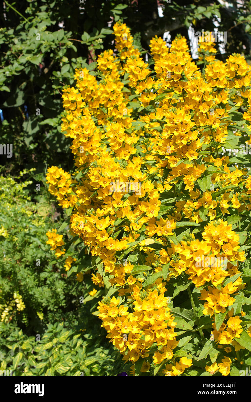 Gold lysimachia hi-res stock photography and images - Alamy