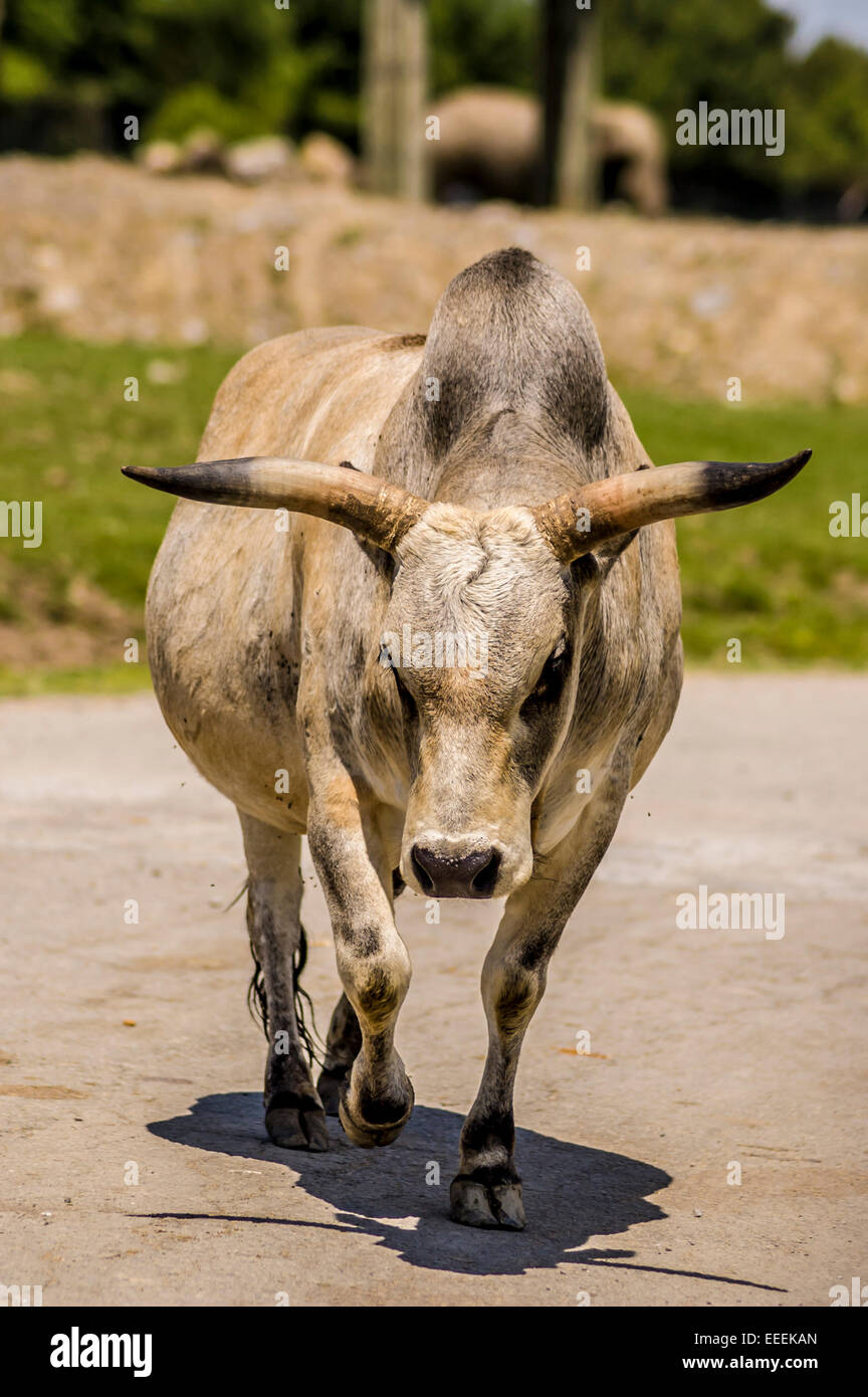 Close-up view of a zebu in the zoo Stock Photo - Alamy