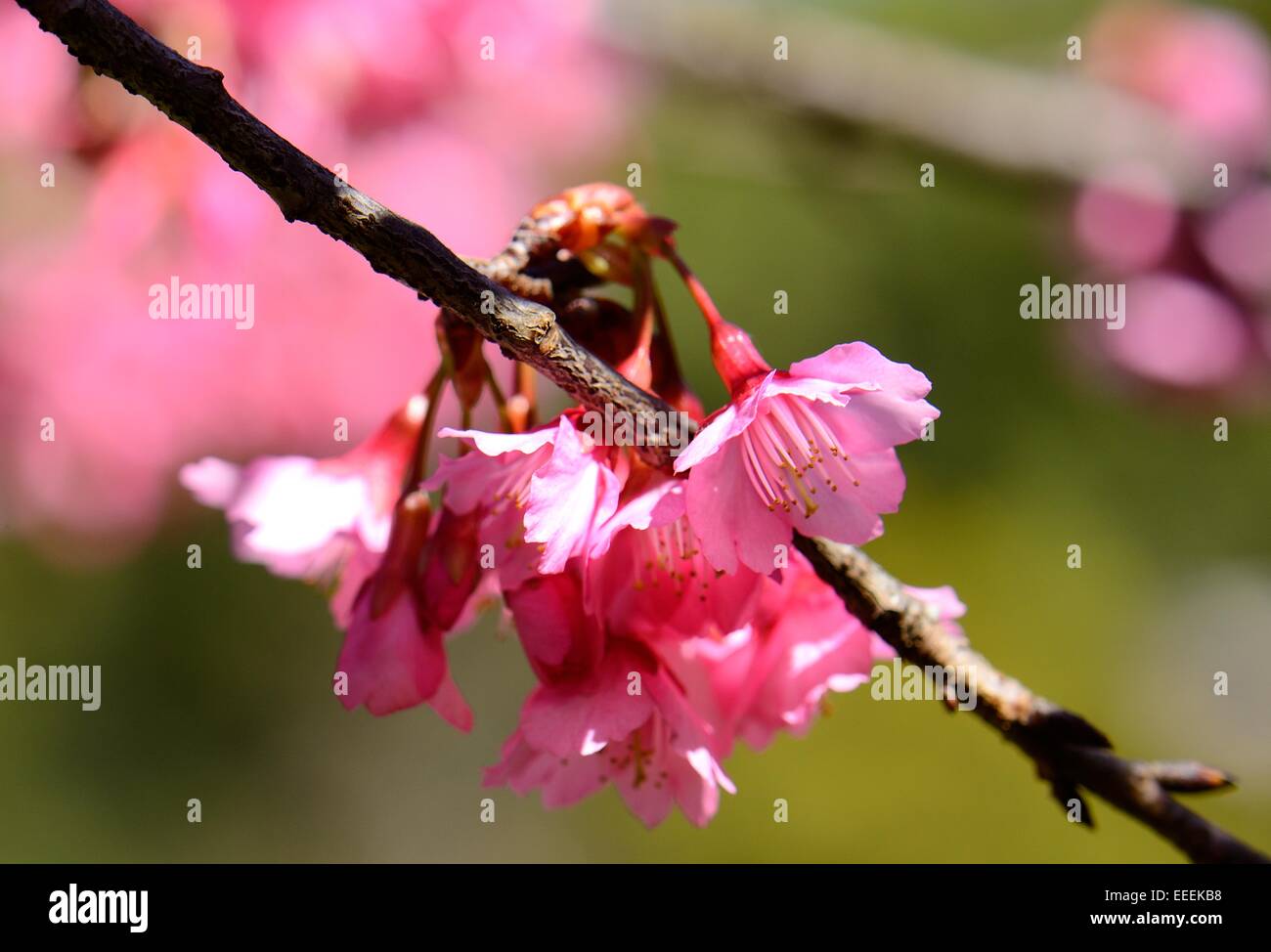 beautiful Wild Himalayan Cherry flower (Prunus cerasoides) at Thai ...