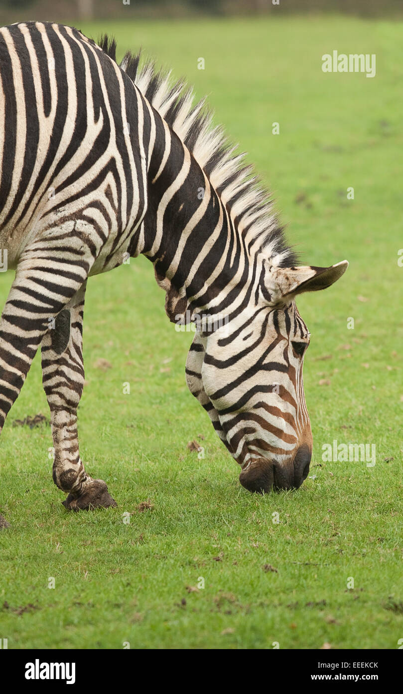 Zebra photograph portrait Stock Photo - Alamy