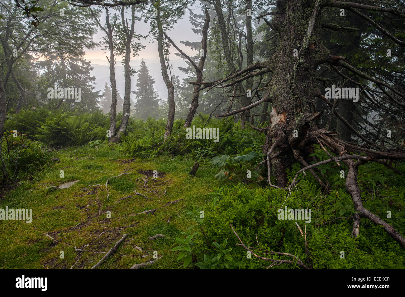 Eastern Beskids Stock Photos & Eastern Beskids Stock Images - Alamy
