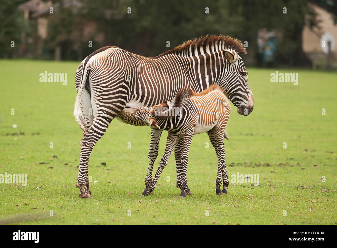 Mother Zebra with feeding foal Stock Photo - Alamy
